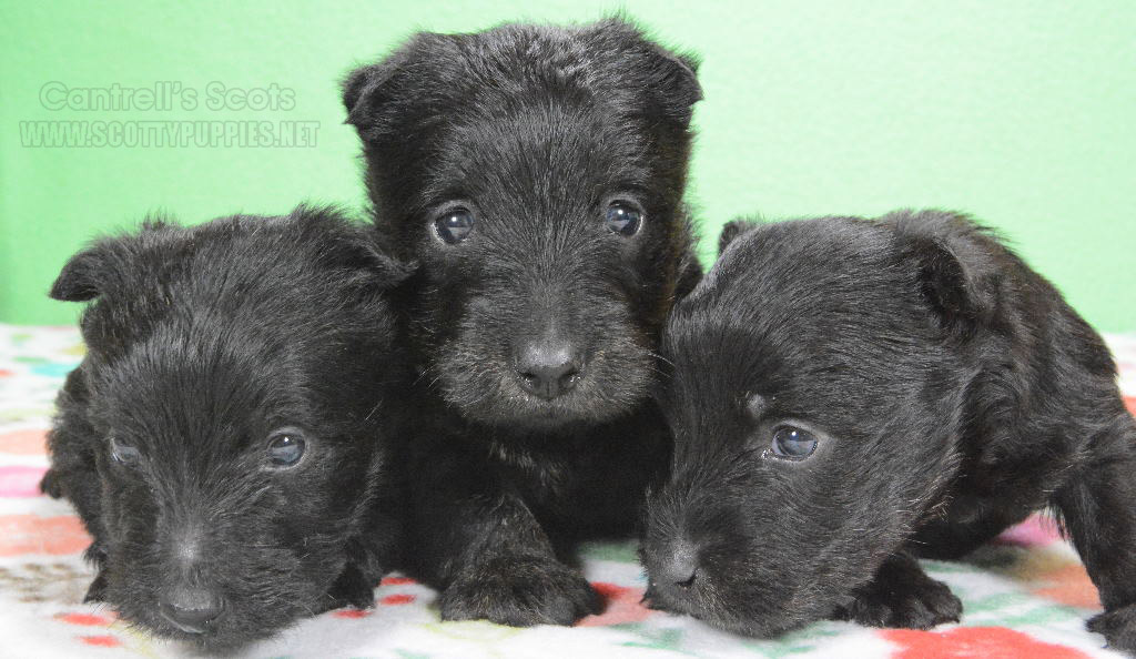 Cadee's Litter - January 2024