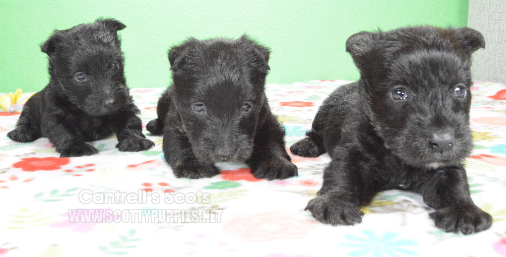 Cadee's Litter - January 2024