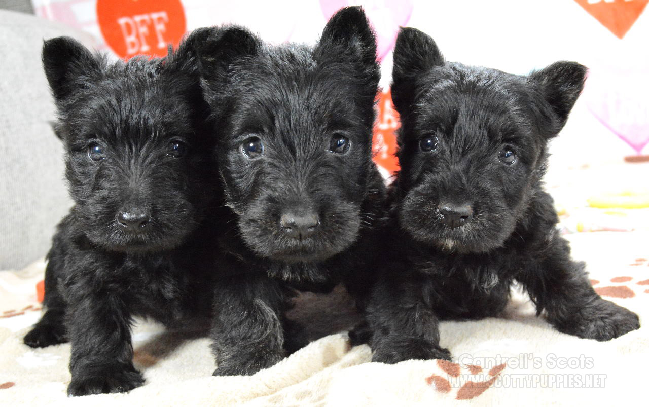 Cadee's Litter - January 2024