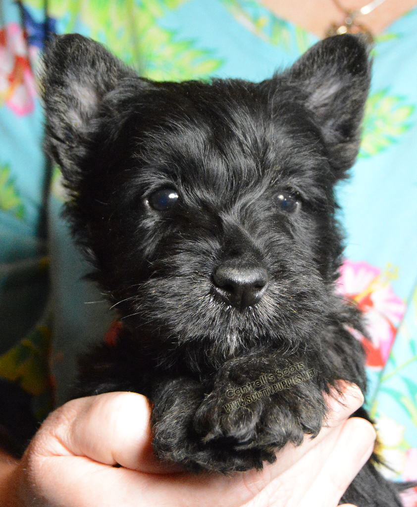 Cadee's Litter - January 2024