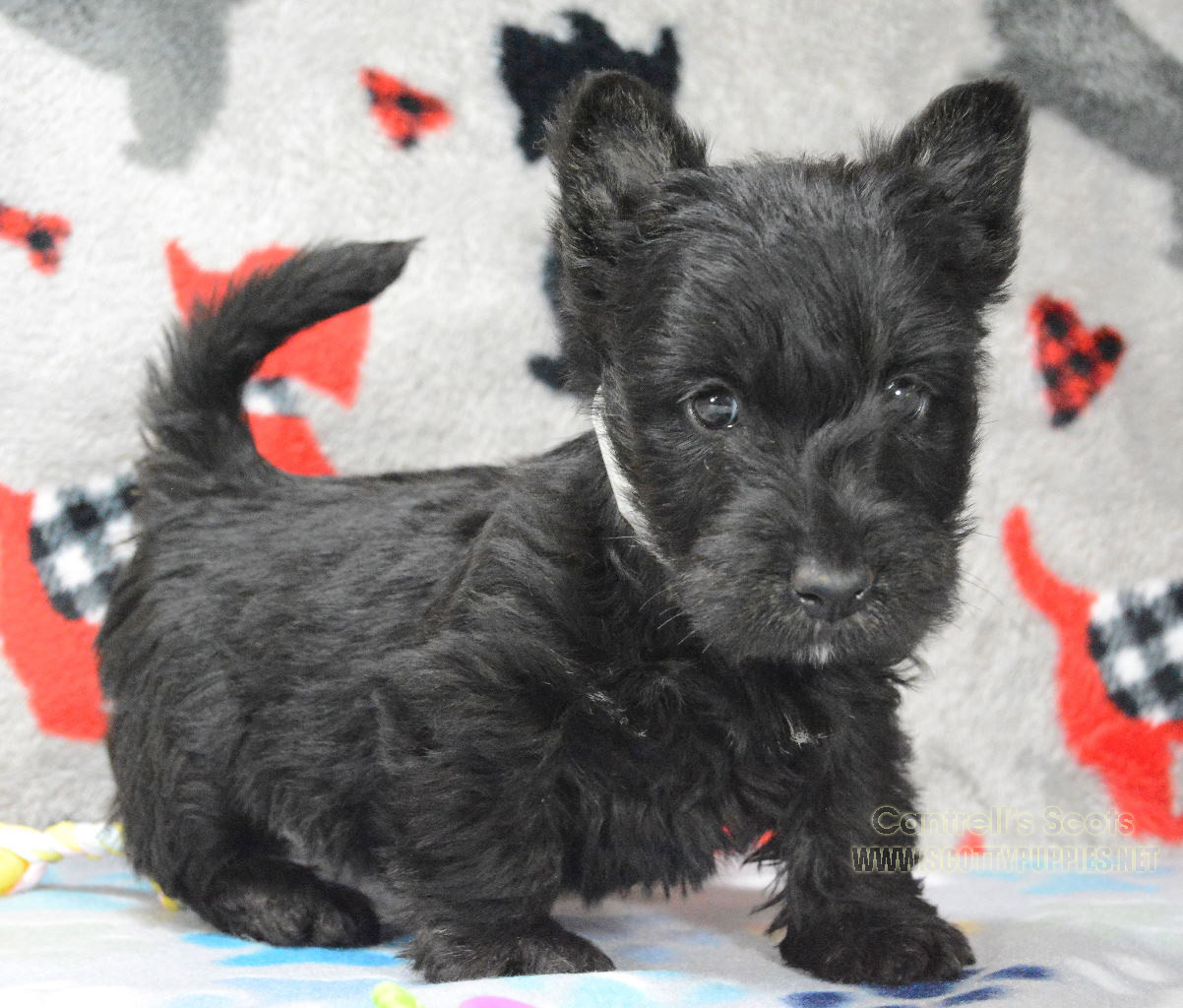 Cadee's Litter - January 2024