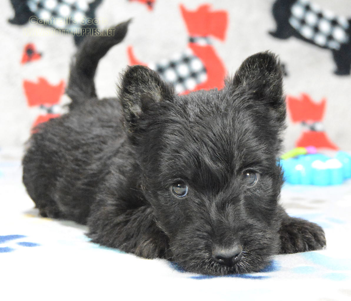 Cadee's Litter - January 2024