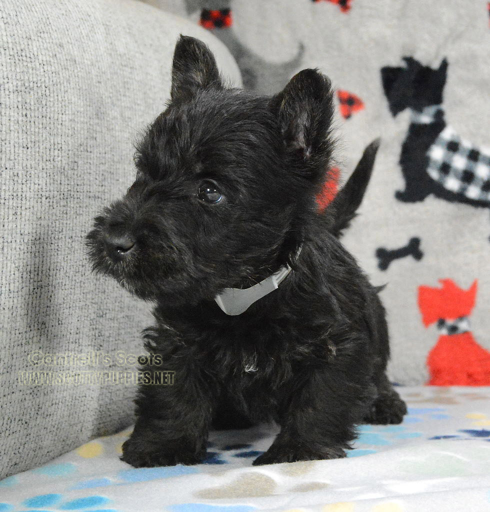 Cadee's Litter - January 2024