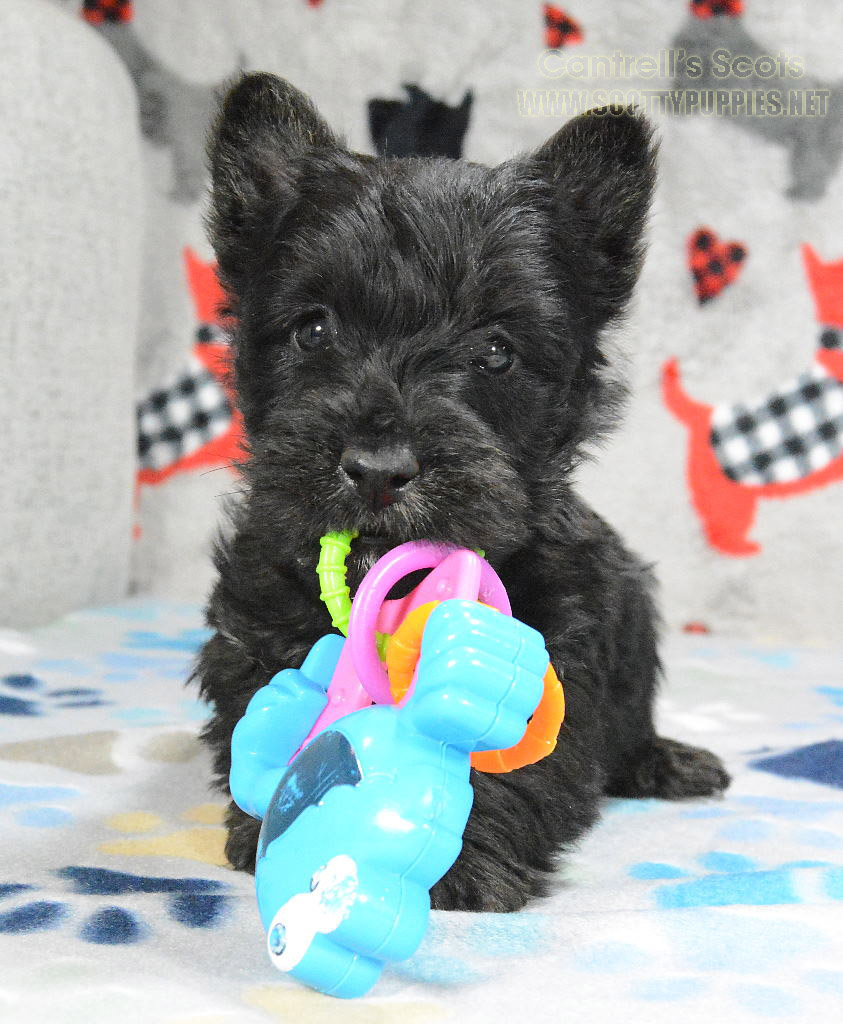 Cadee's Litter - January 2024