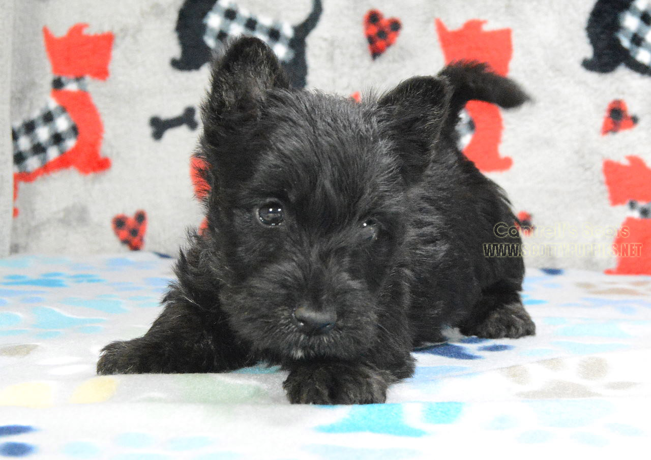 Cadee's Litter - January 2024