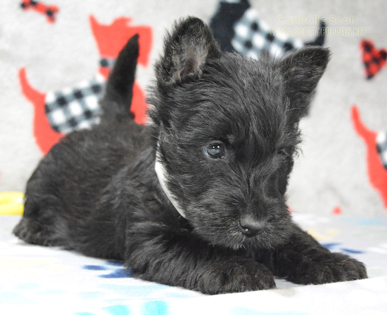 Cadee's Litter - January 2024