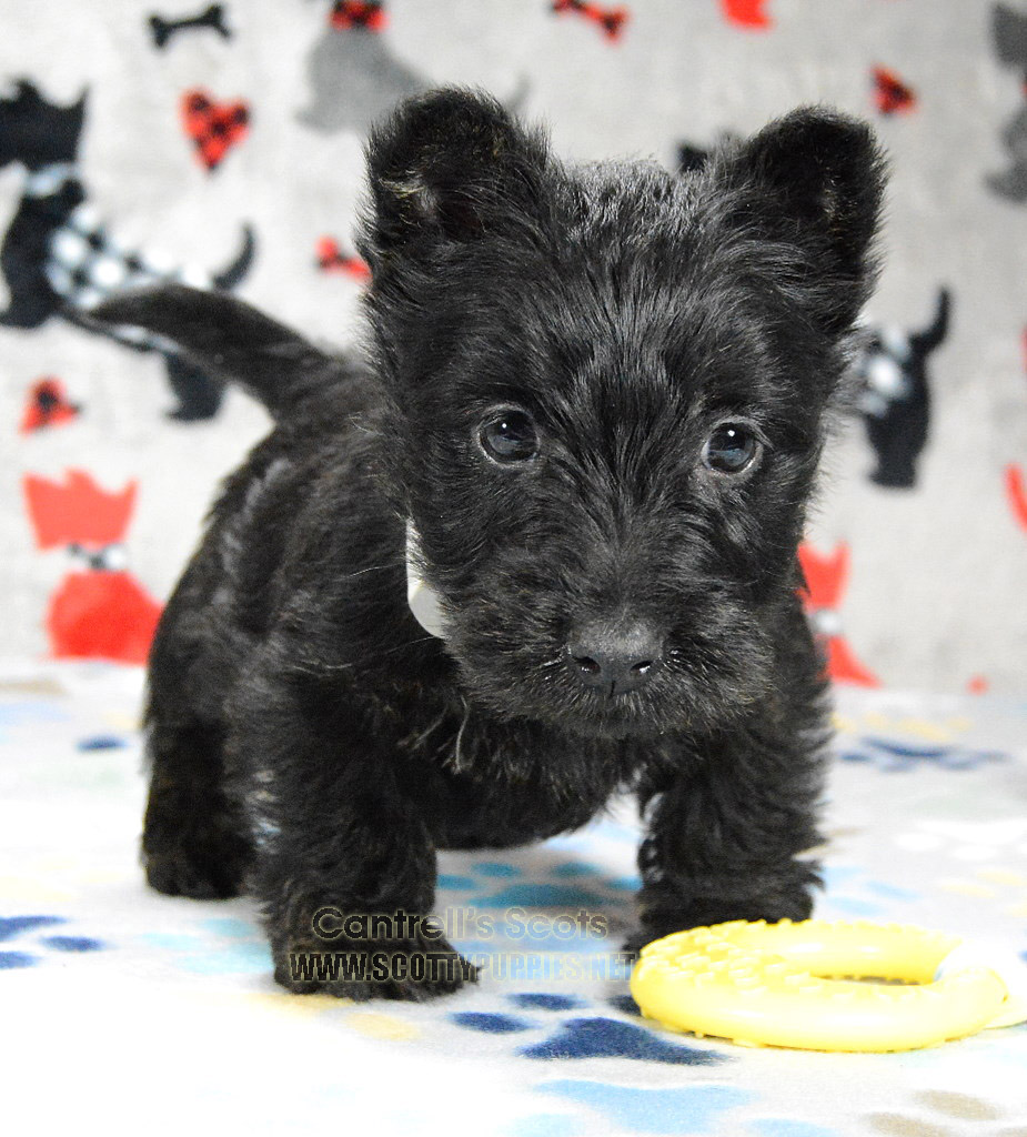 Cadee's Litter - January 2024