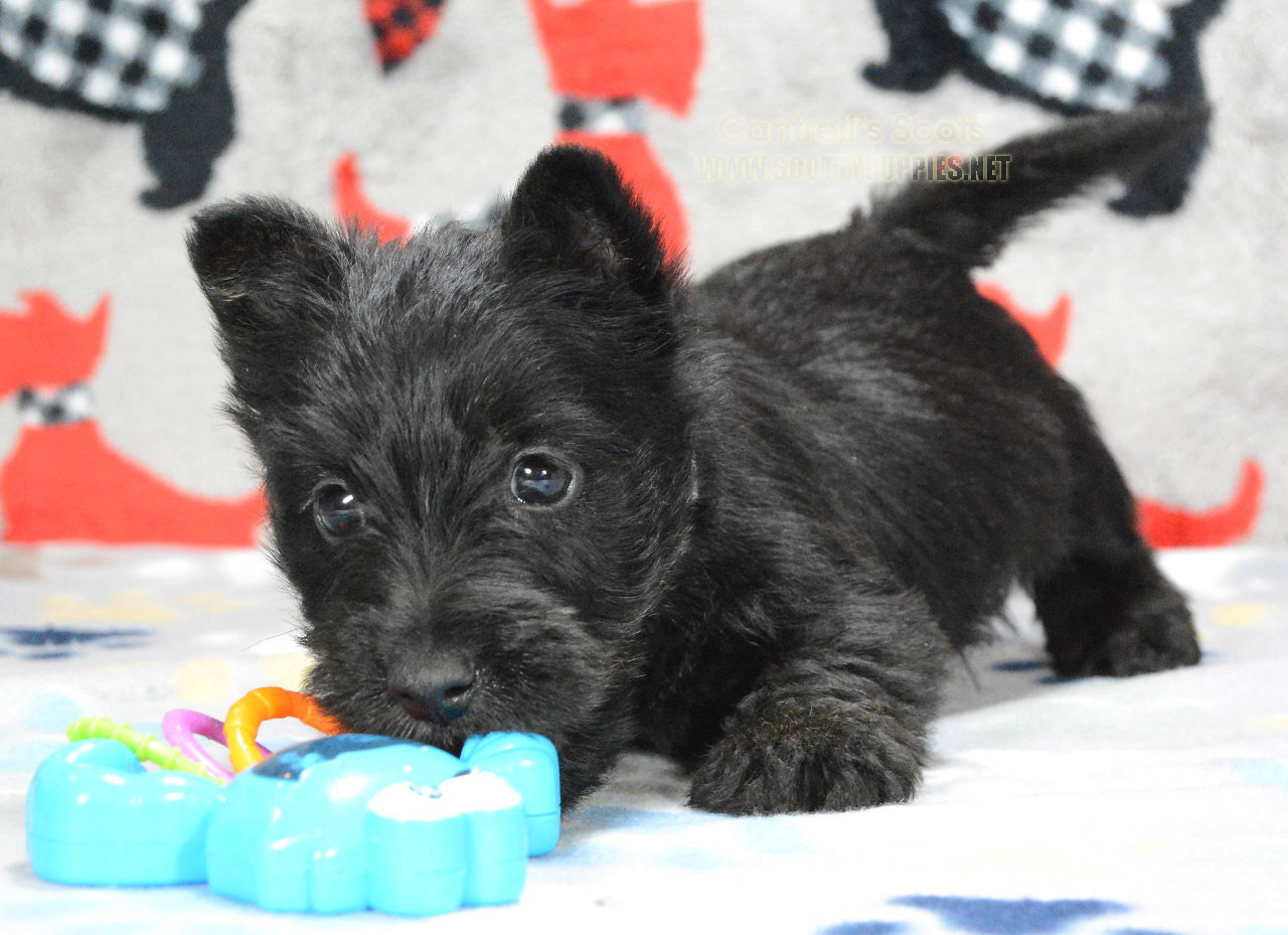 Cadee's Litter - January 2024