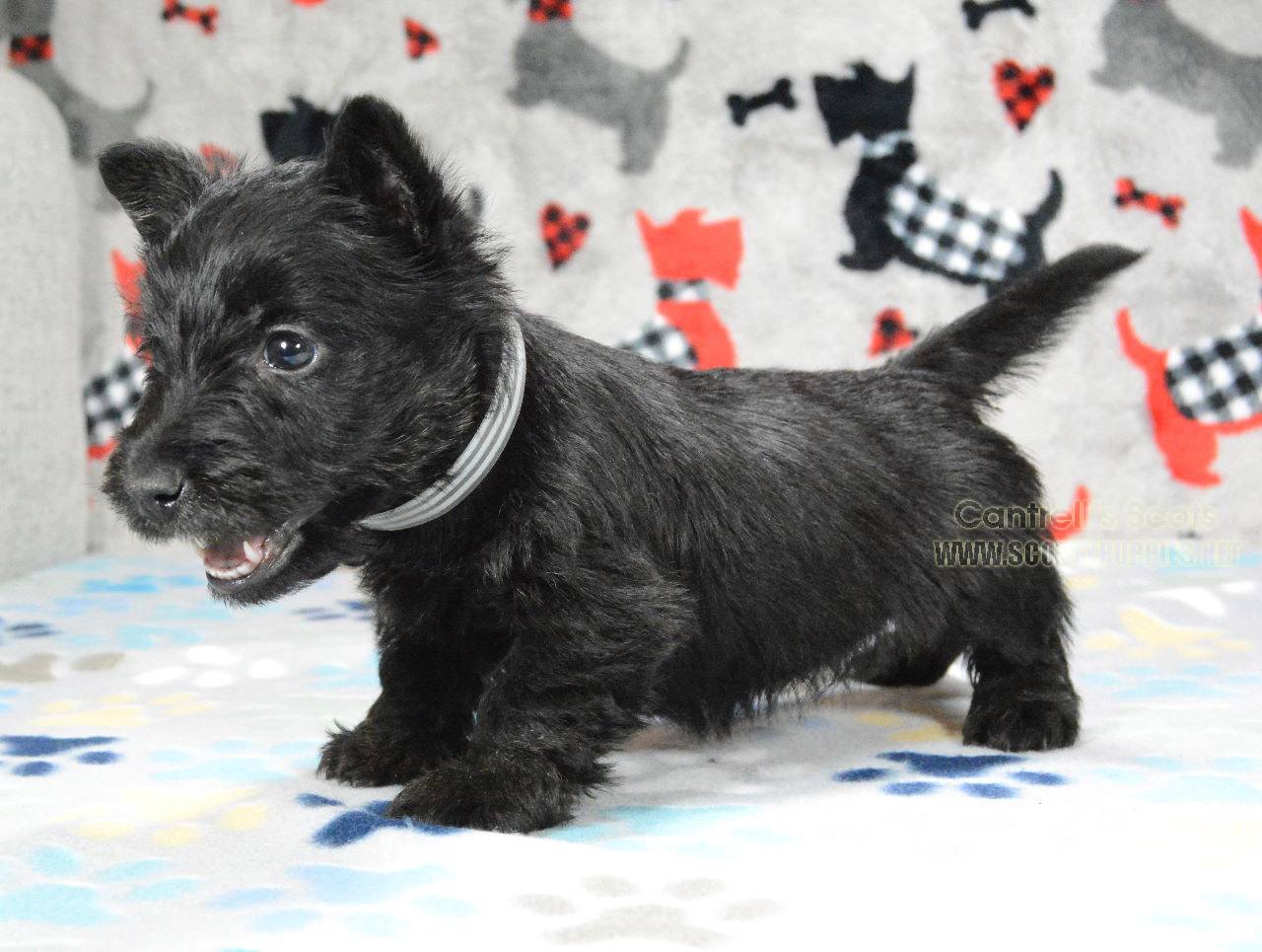 Cadee's Litter - January 2024