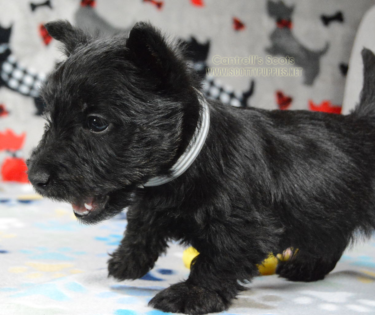 Cadee's Litter - January 2024