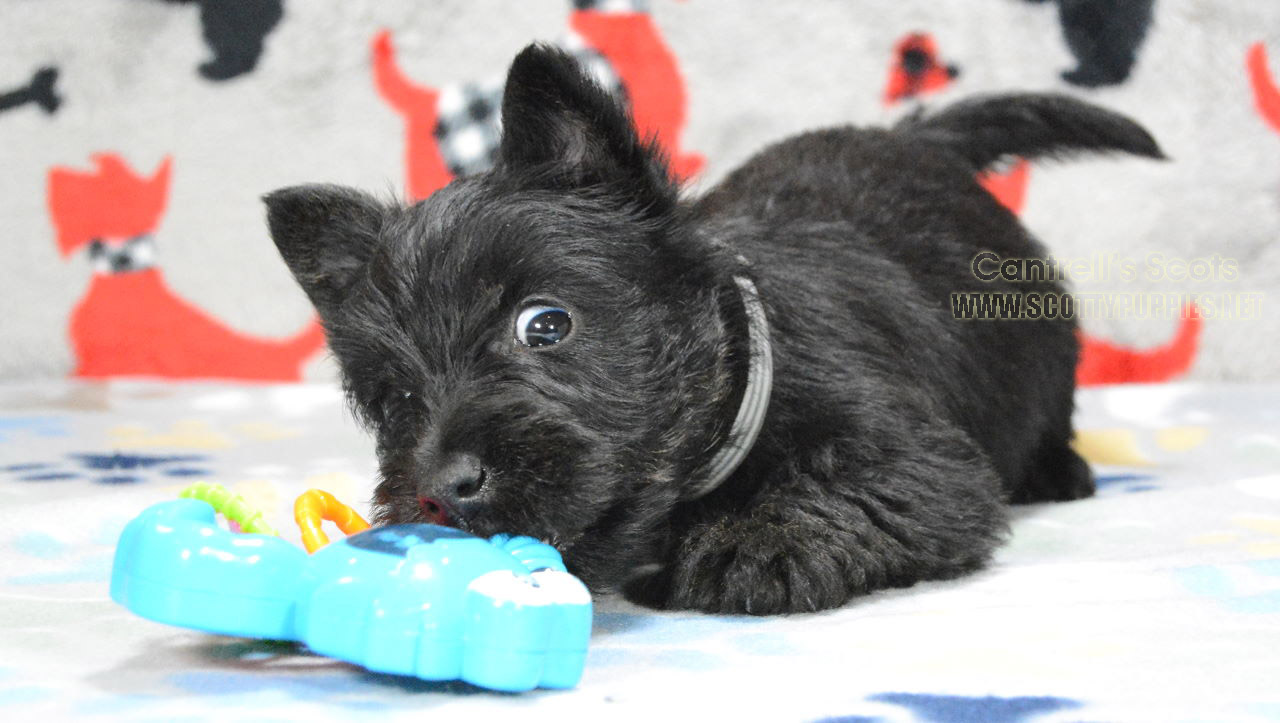 Cadee's Litter - January 2024