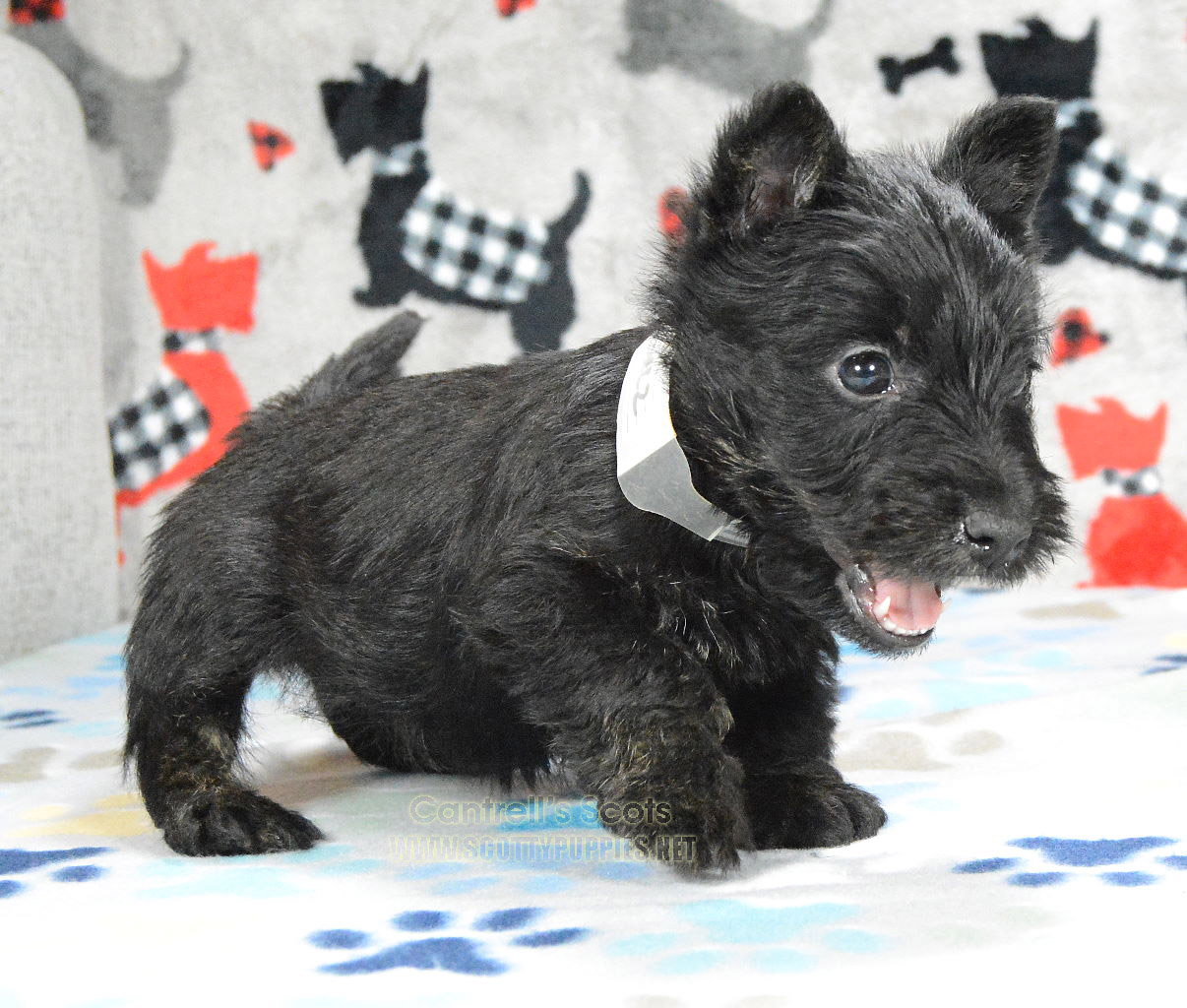 Cadee's Litter - January 2024