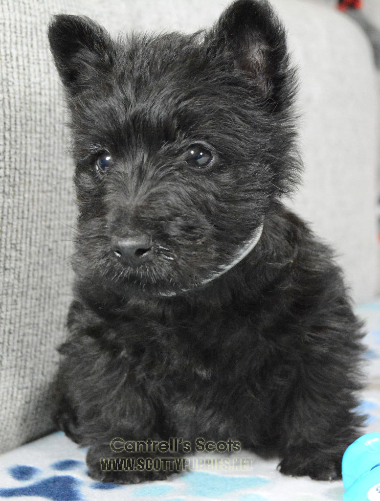 Cadee's Litter - January 2024