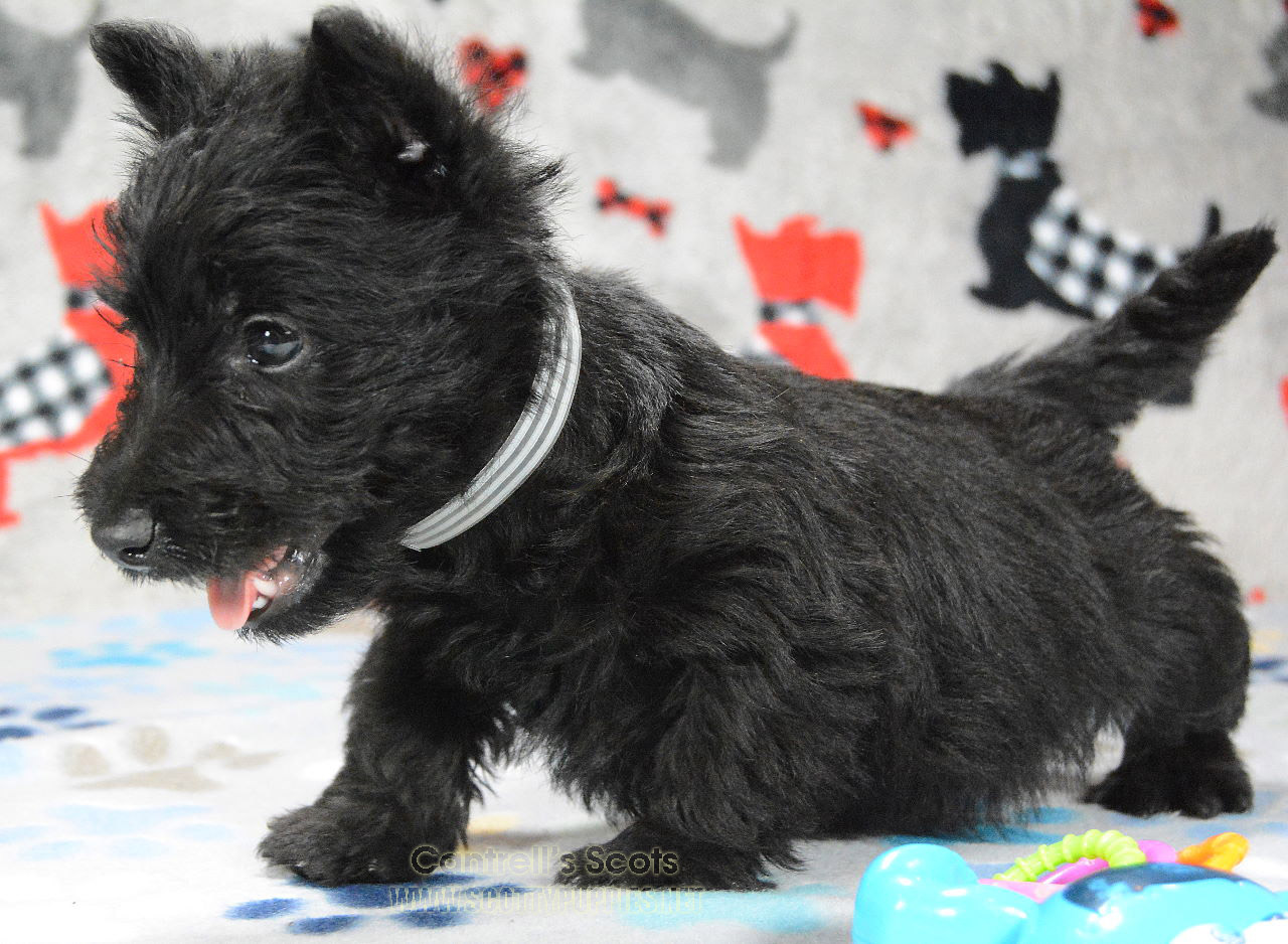 Cadee's Litter - January 2024