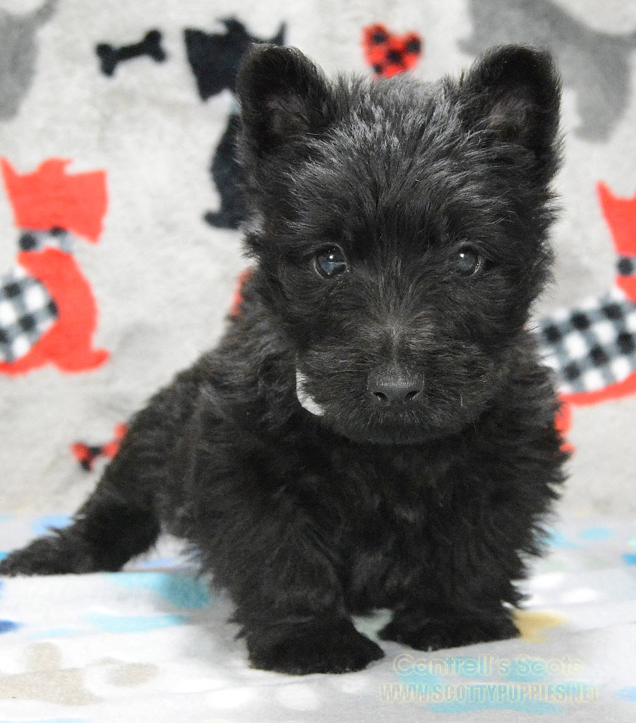 Cadee's Litter - January 2024