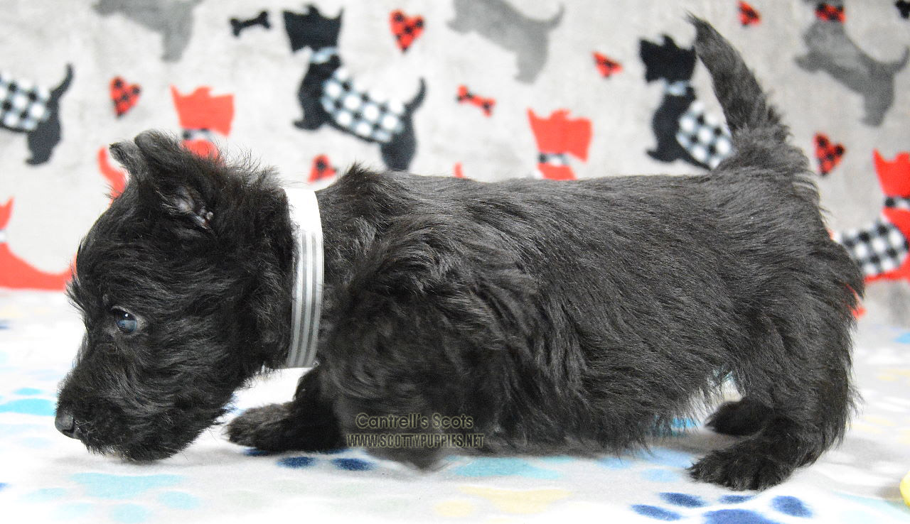 Cadee's Litter - January 2024