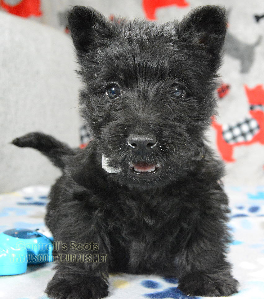 Cadee's Litter - January 2024