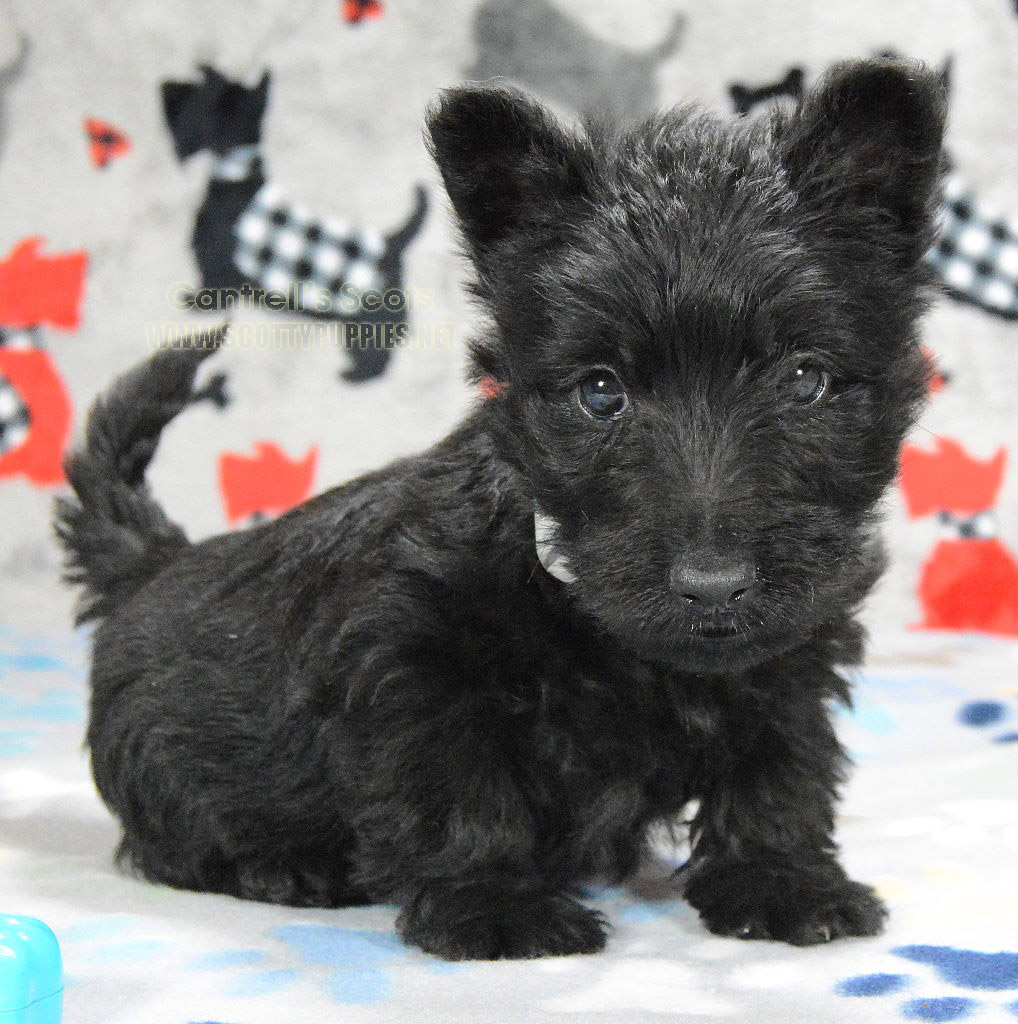 Cadee's Litter - January 2024