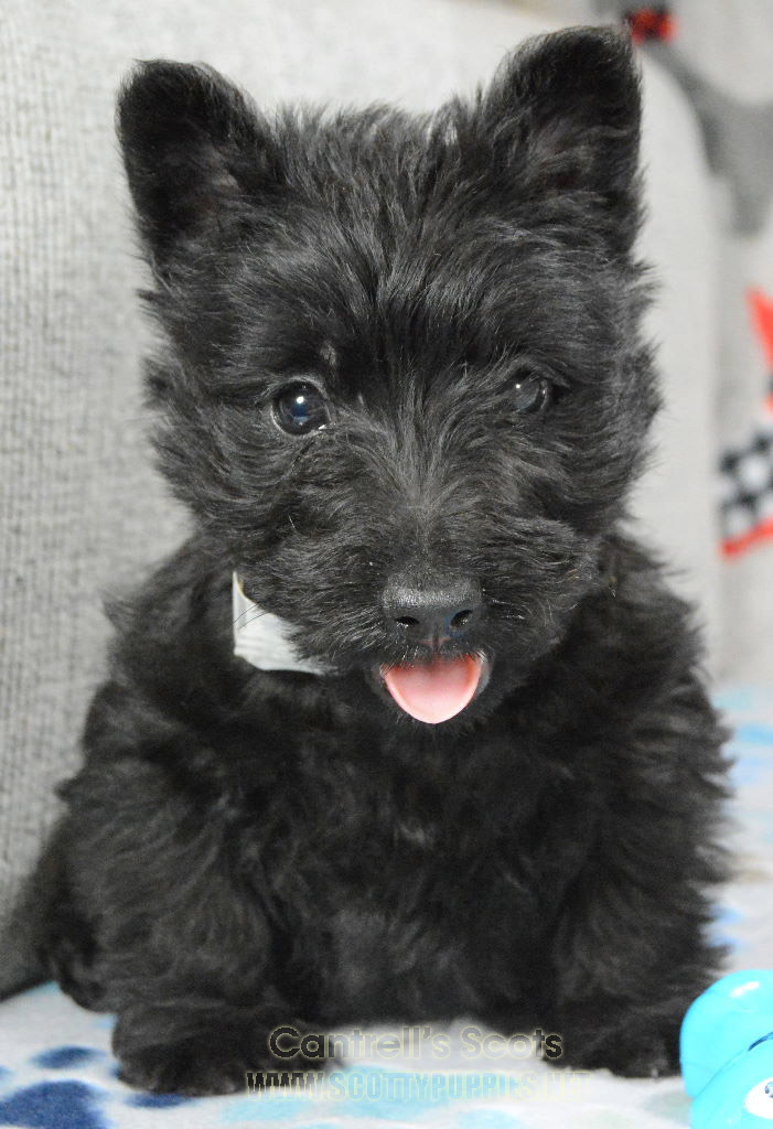 Cadee's Litter - January 2024