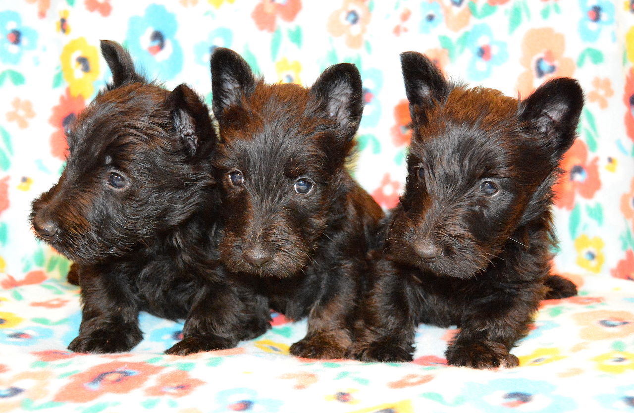 Cadee's Litter - DECEMBER 2022