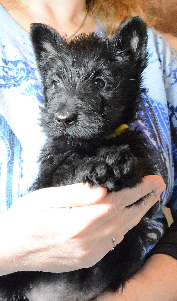 Cadee's Litter - DECEMBER 2022
