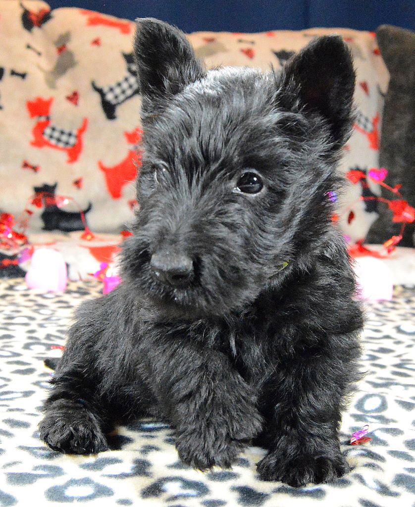 Cadee's Litter - DECEMBER 2022