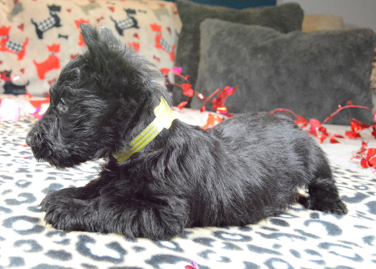 Cadee's Litter - DECEMBER 2022