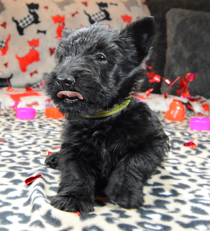 Cadee's Litter - DECEMBER 2022