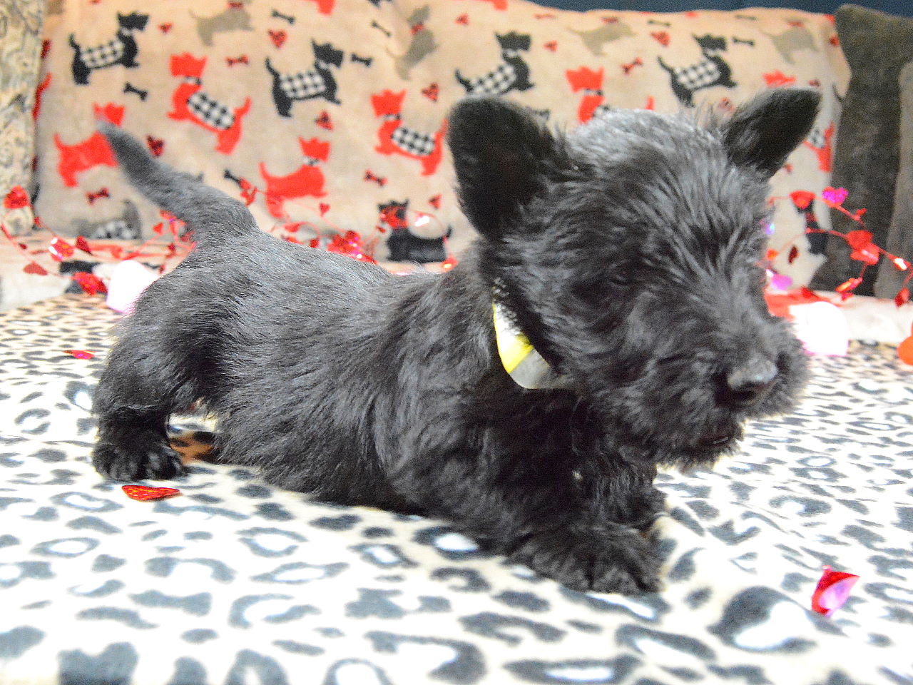 Cadee's Litter - DECEMBER 2022