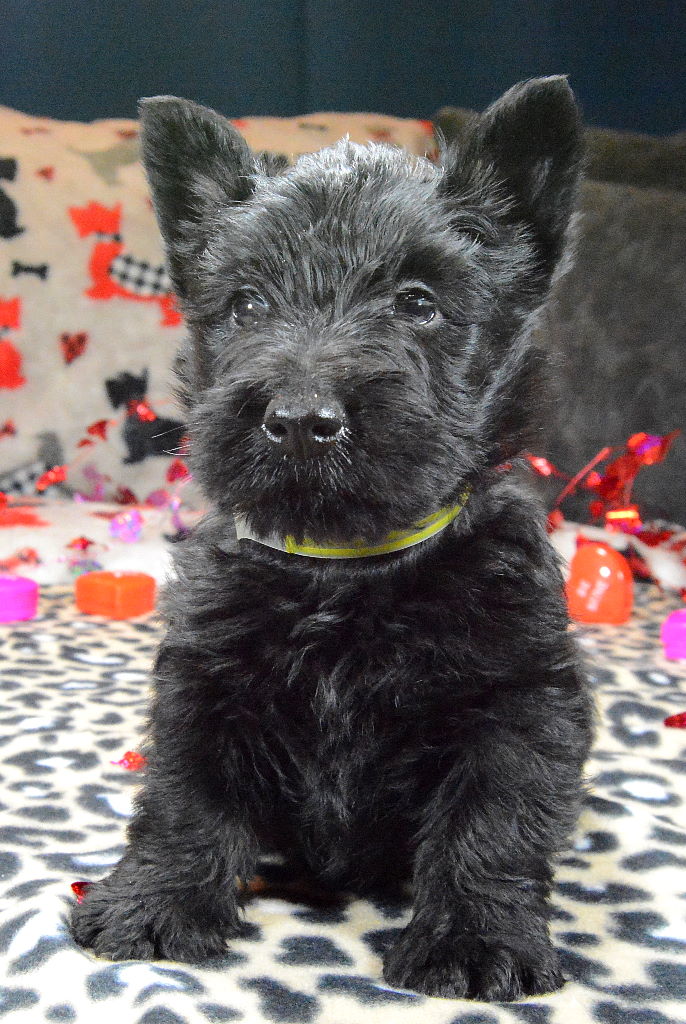 Cadee's Litter - DECEMBER 2022