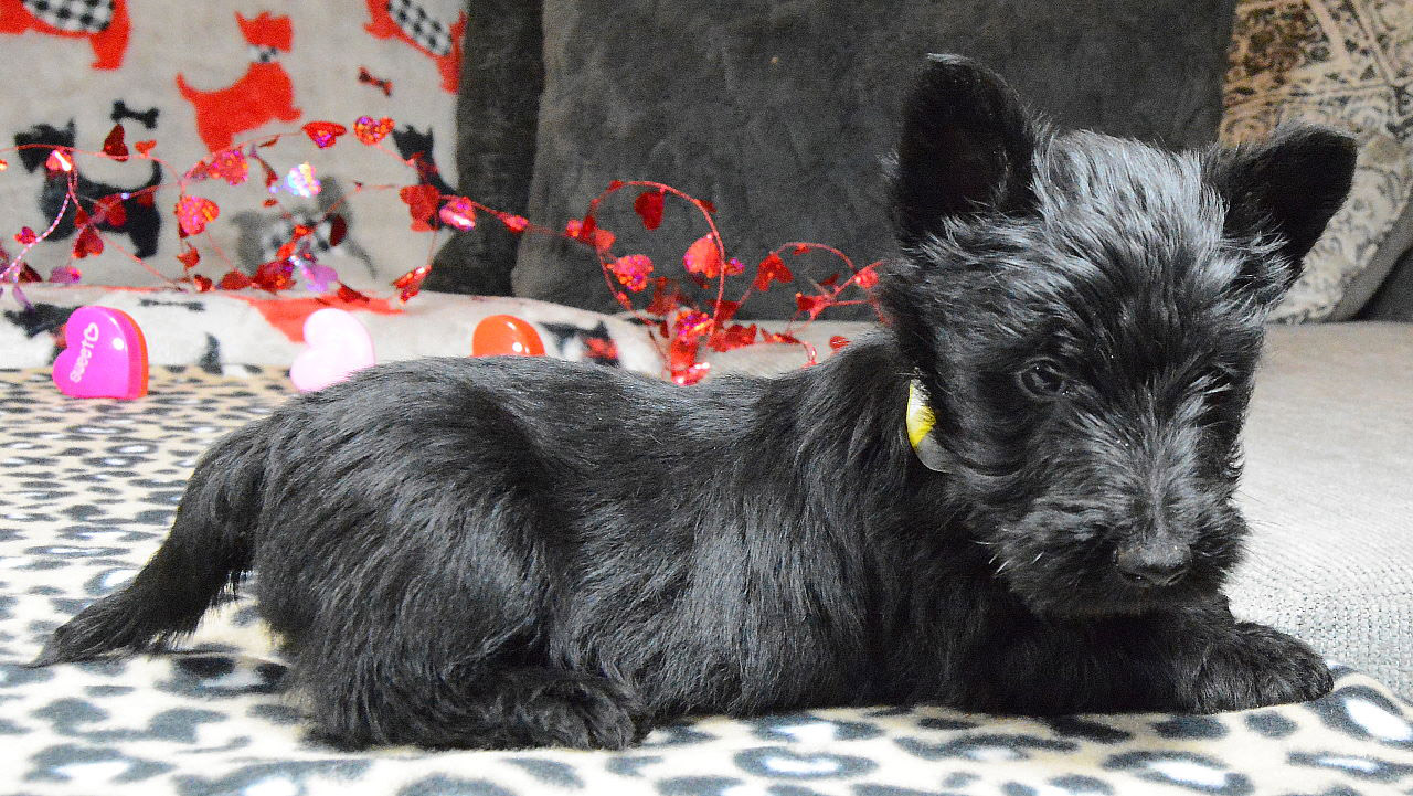 Cadee's Litter - DECEMBER 2022