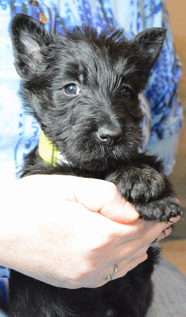 Cadee's Litter - DECEMBER 2022