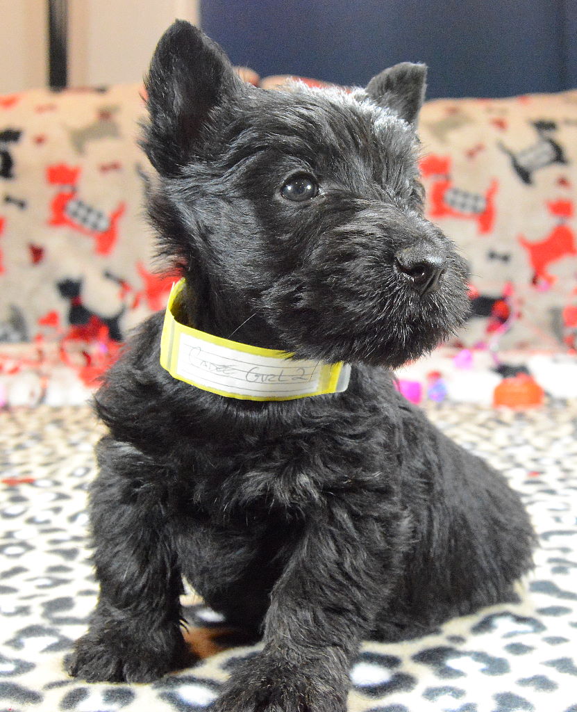 Cadee's Litter - DECEMBER 2022