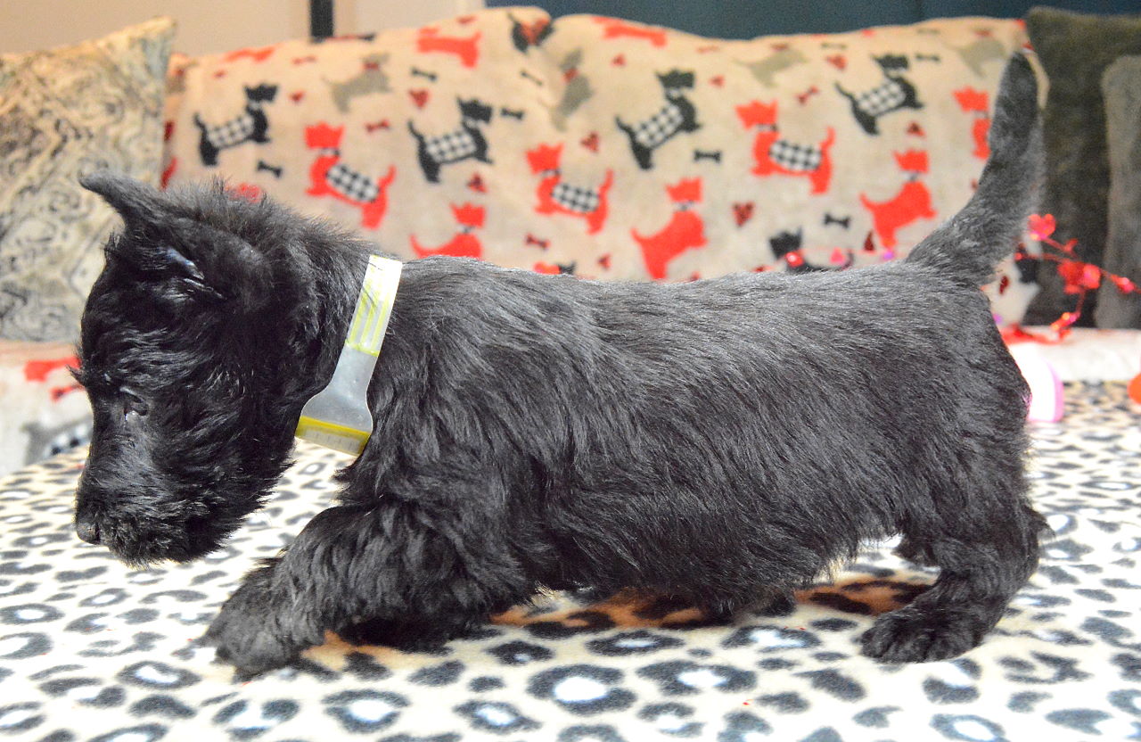 Cadee's Litter - DECEMBER 2022