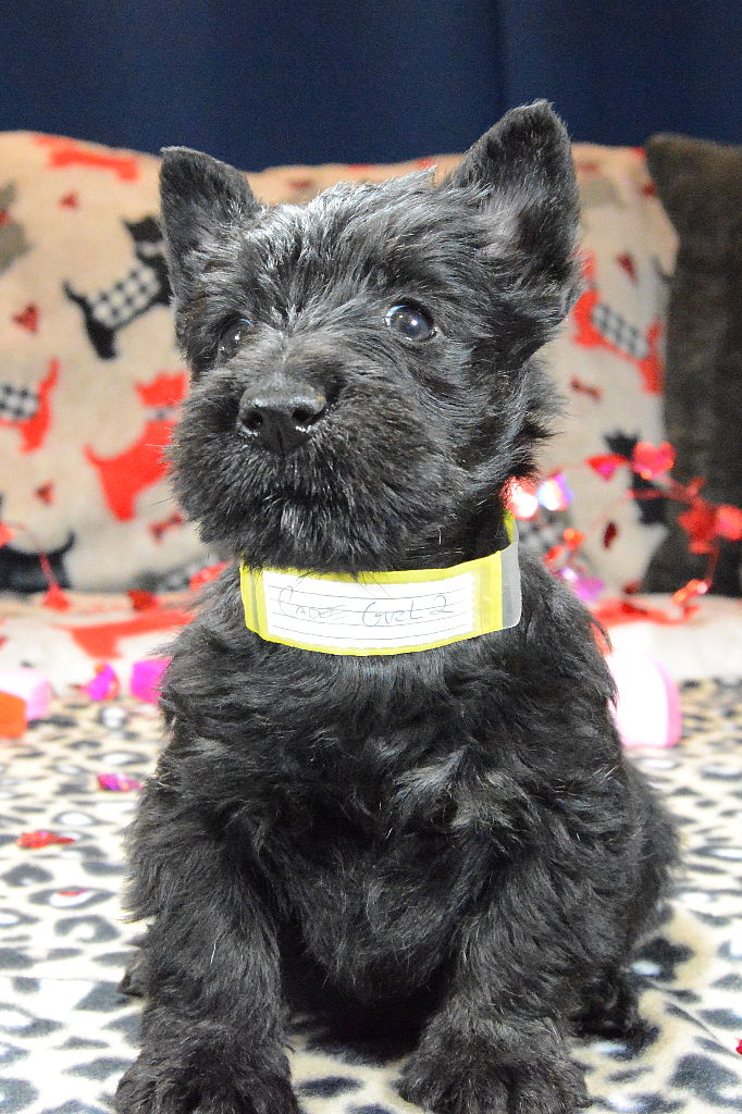 Cadee's Litter - DECEMBER 2022