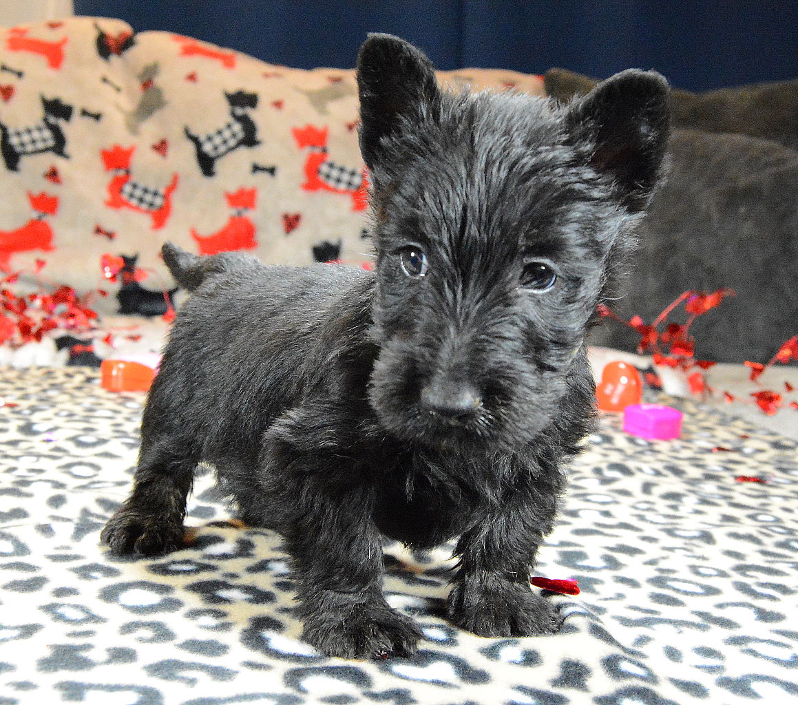 Cadee's Litter - DECEMBER 2022