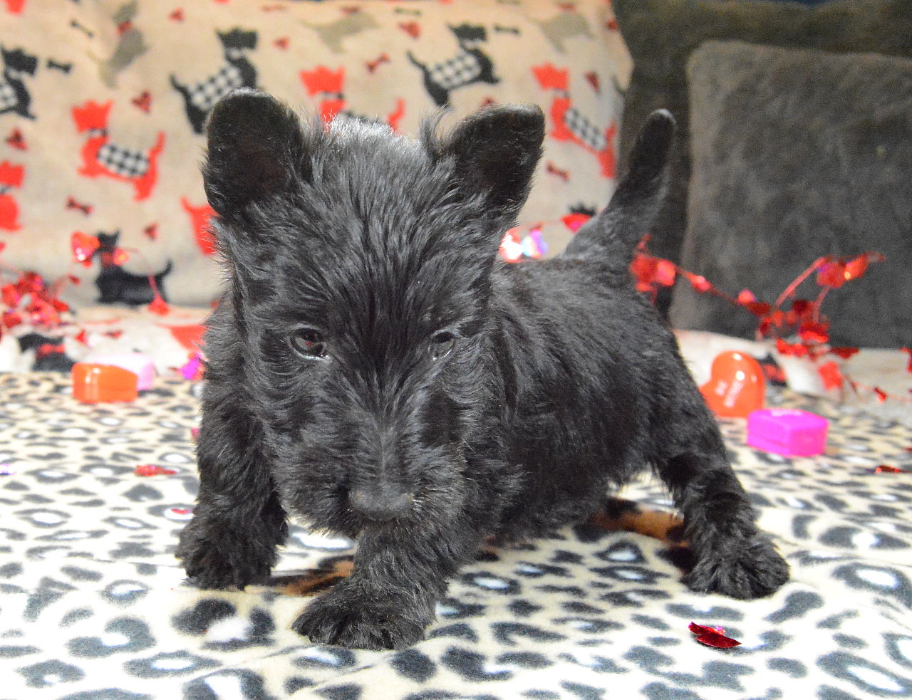 Cadee's Litter - DECEMBER 2022