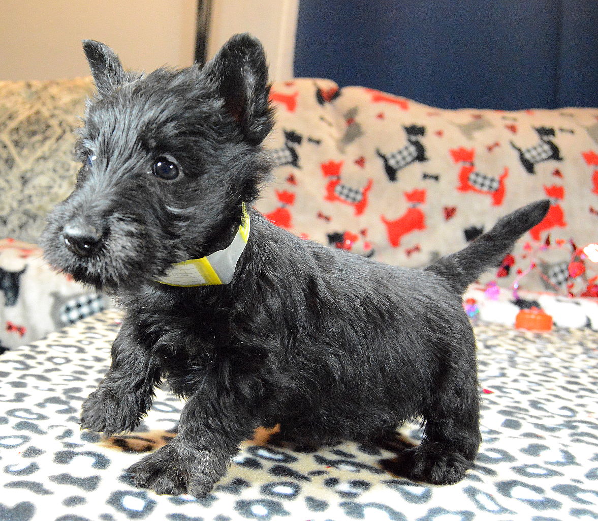 Cadee's Litter - DECEMBER 2022