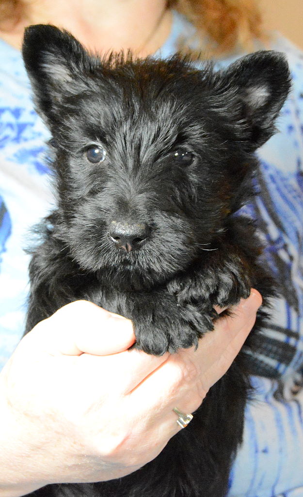 Cadee's Litter - DECEMBER 2022