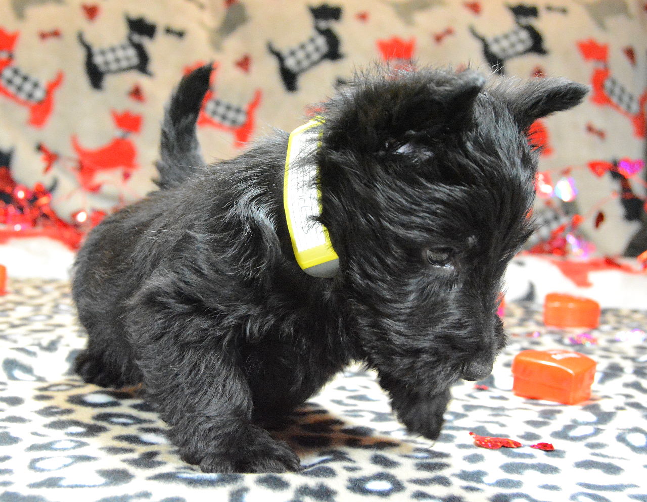 Cadee's Litter - DECEMBER 2022