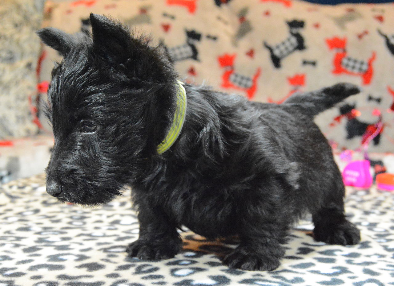 Cadee's Litter - DECEMBER 2022