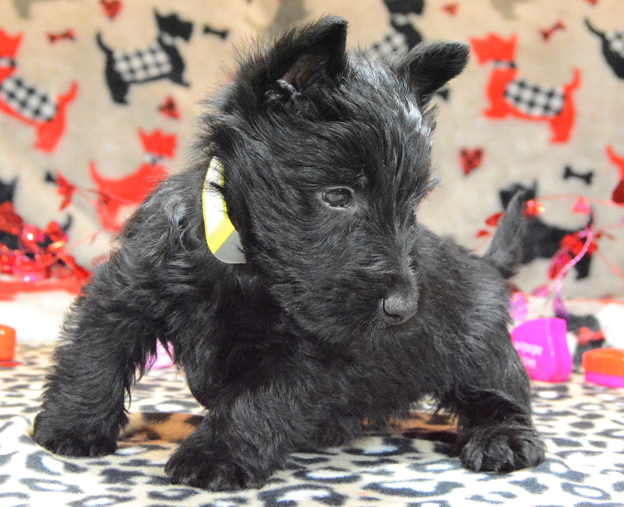 Cadee's Litter - DECEMBER 2022