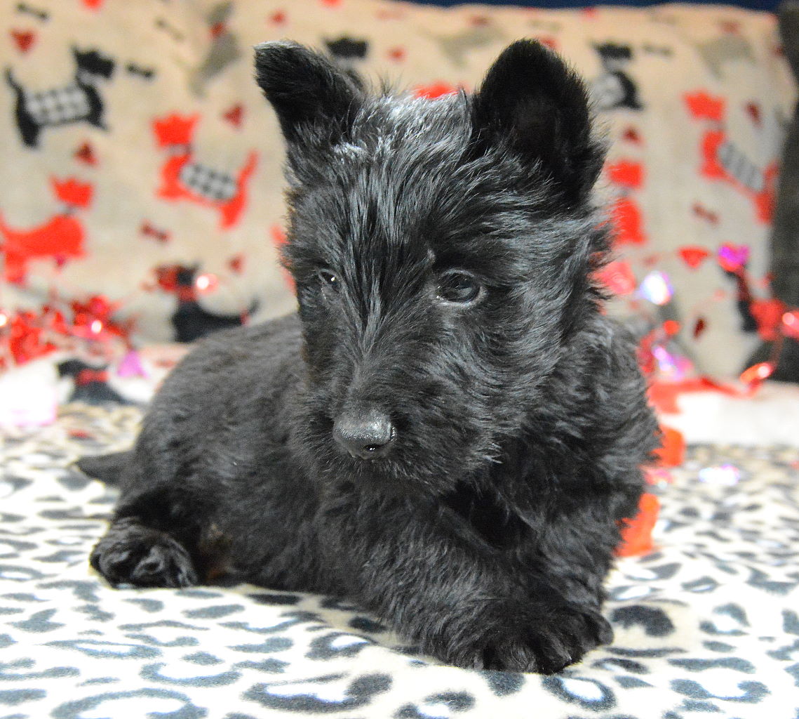 Cadee's Litter - DECEMBER 2022