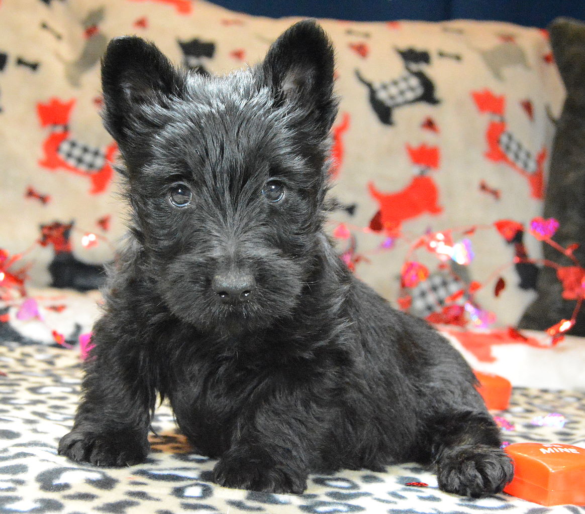 Cadee's Litter - DECEMBER 2022