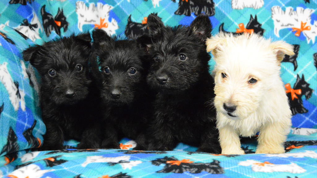 Rebel's Litter - SEPT. 2021