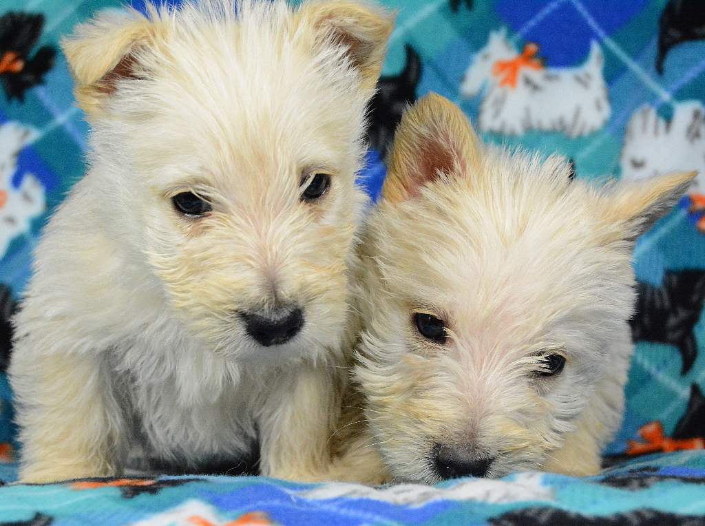 Rebel's Litter - SEPT. 2021