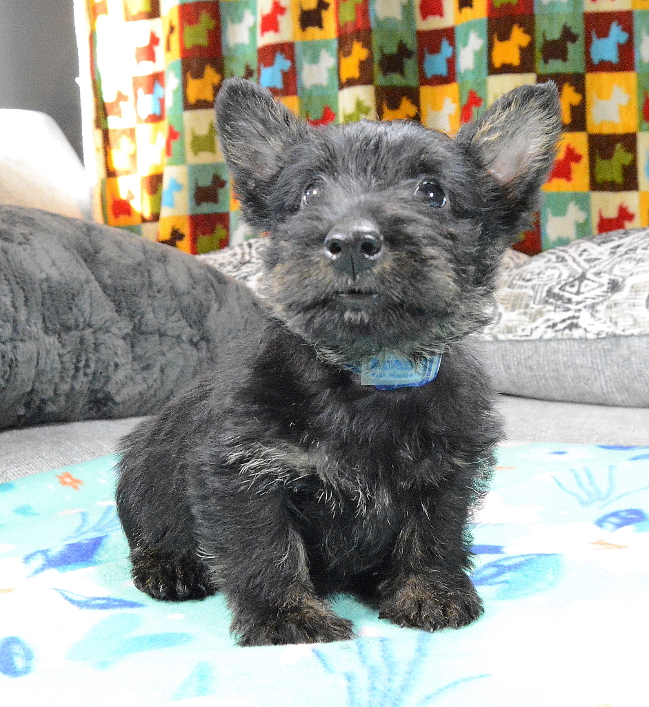 Rebel's Litter - SEPT. 2021