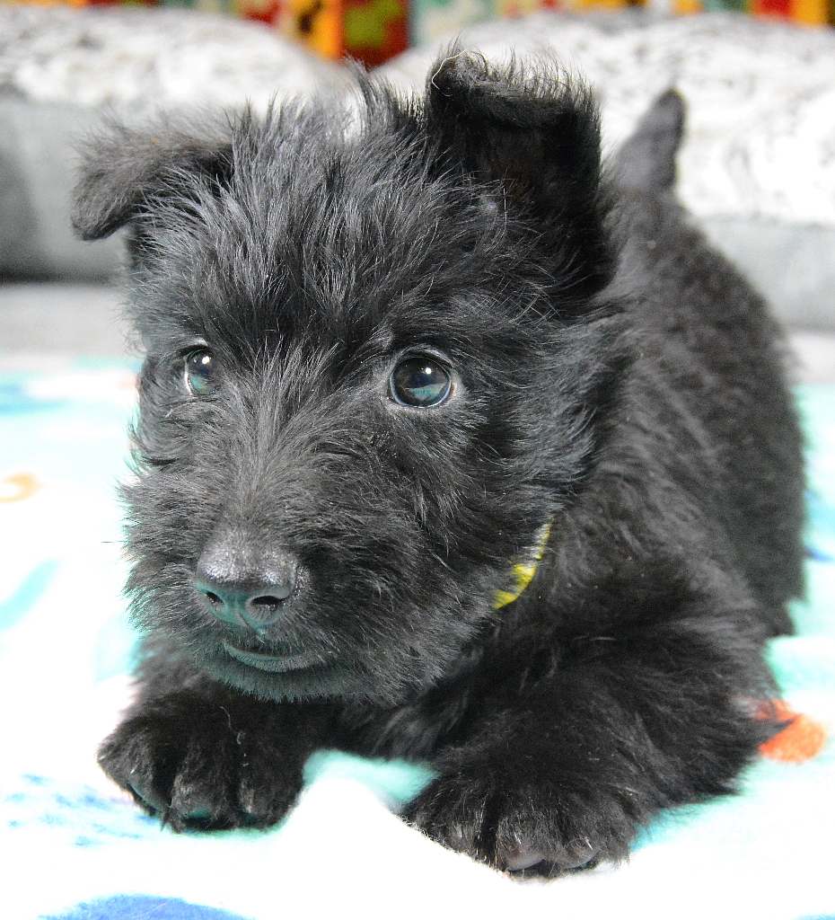 Rebel's Litter - SEPT. 2021