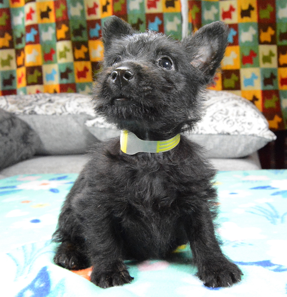 Rebel's Litter - SEPT. 2021