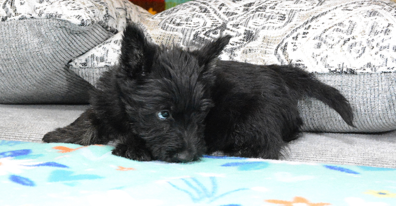 Rebel's Litter - SEPT. 2021